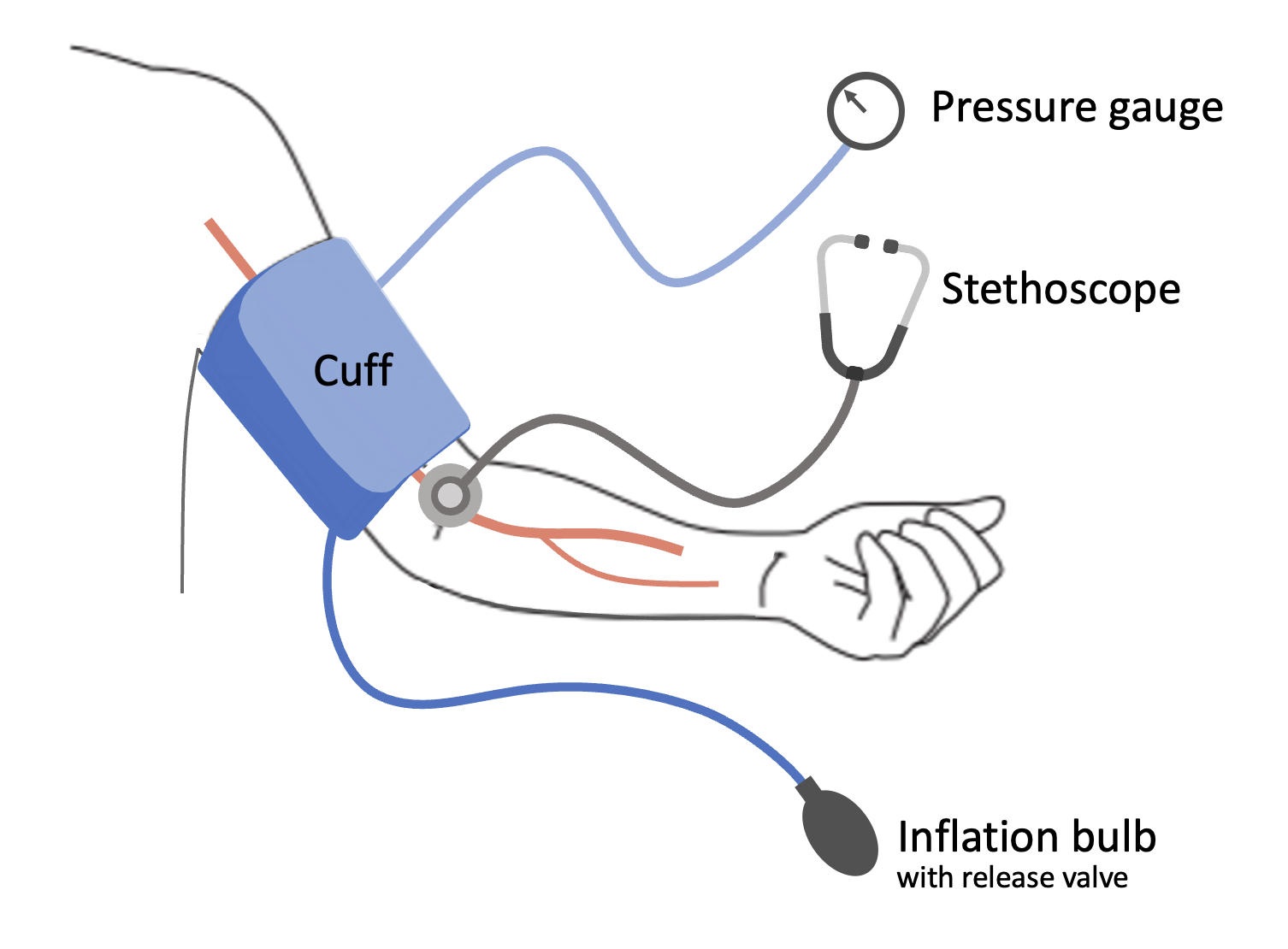 Blood Pressure Acoustics Lab University Of Cambridge